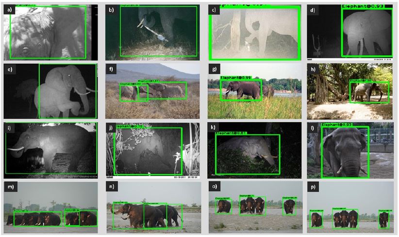 Elephant Detection – 5ir Tech Project Management System